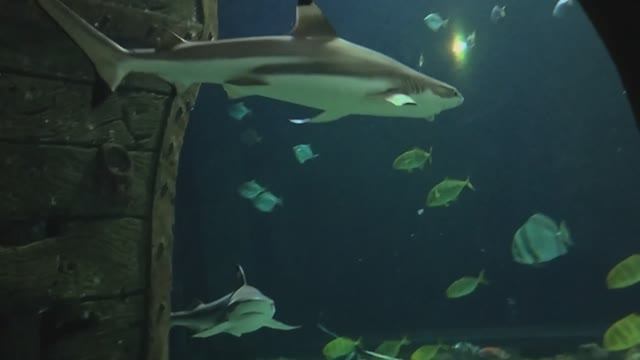 Океанариум ASMR