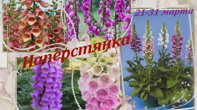 НАПЕРСТЯНКА. Цветочный гороскоп 21-31 марта