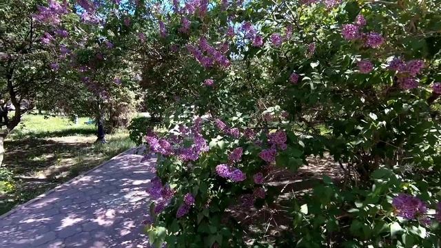 Цветет сирень в Уральске!