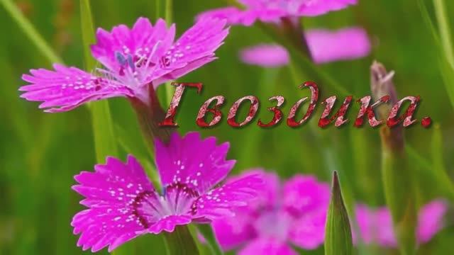 ГВОЗДИКА. Цветочный  гороскоп 3-11 сентября