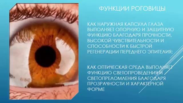 Анатомия органа зрения