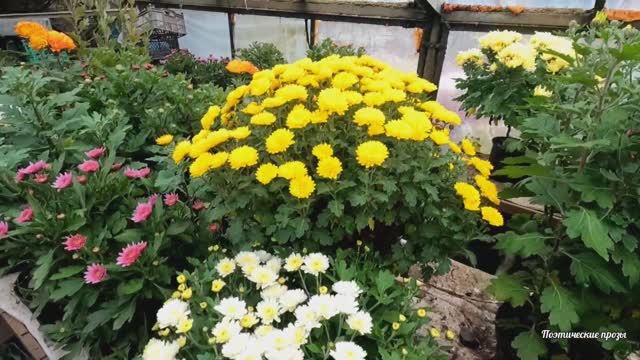 Хризантема - королева осени!