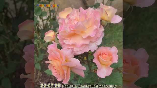 22.07.25 Розы Кисловодск