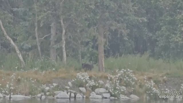 Медвежата решают вопрос- кто сильней