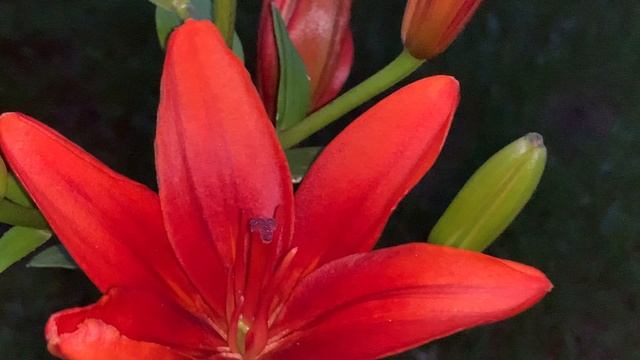Красная лилия. Многолетнее растение. Украшение сада. Цветы Подмосковья.