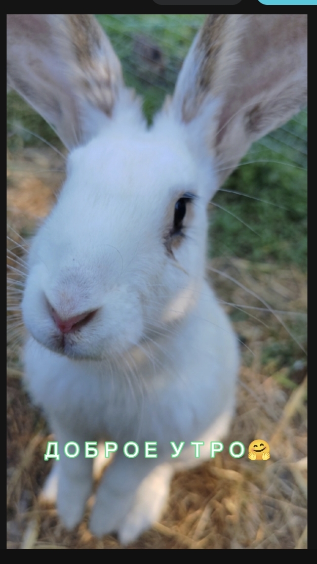 Доброе утро всем:) #beautiful #хозяйство #лпх #деревнявгороде #животные