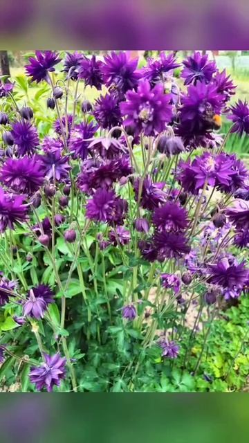 Кошка Дуся,Кот Степан и цветочный уголок. Лето2025.