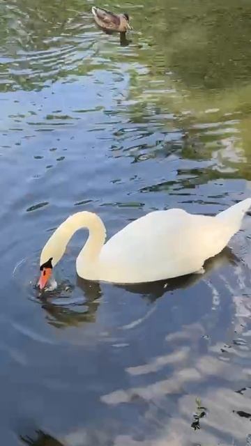 Утки и лебеди в парке на территории Николо-Угрешского монастыря