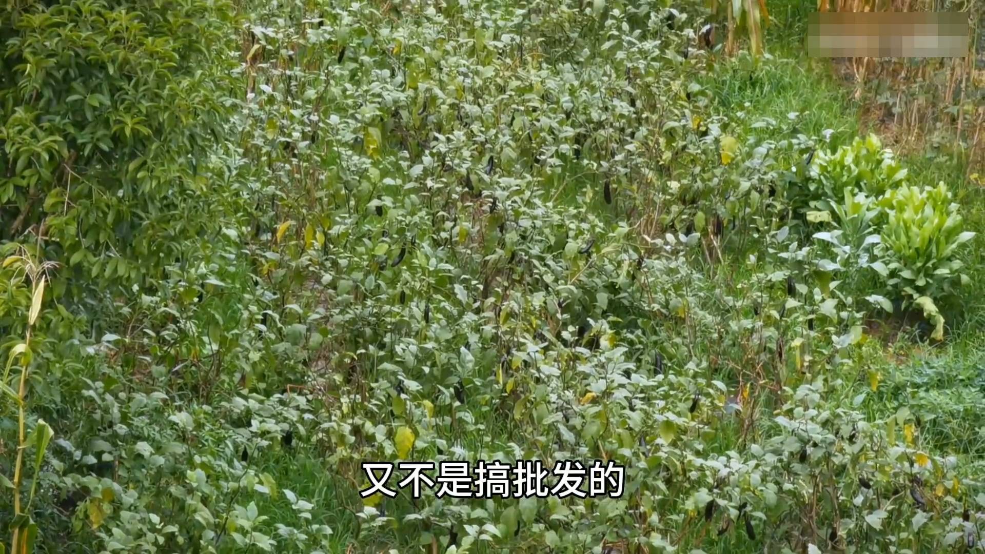 Сянъе Ёко - Затопленные наводнением баклажаны неожиданно возродились