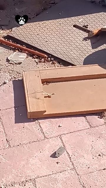 Жёлтая танцующая ящерка