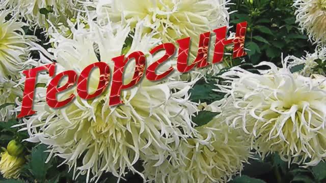 ГЕОРГИН. Цветочный гороскоп 21-30 апреля