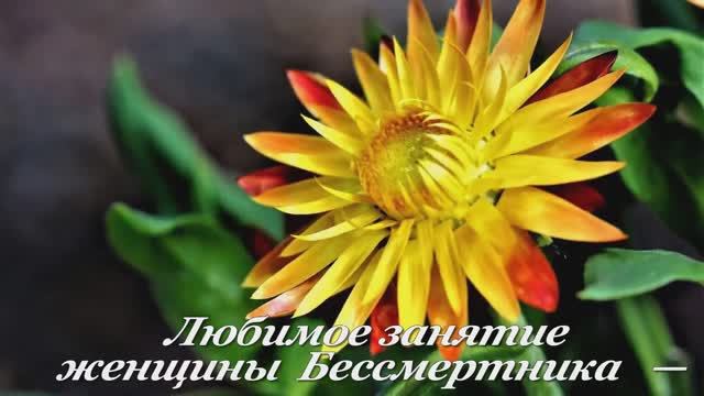 БЕССМЕРТНИК - Цветочный  гороскоп 21-31 января