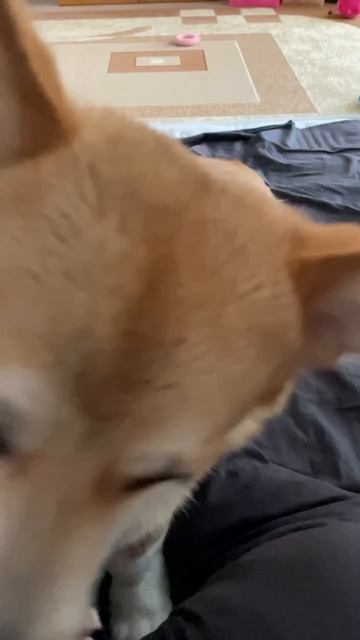 Бублик, дай лапу.