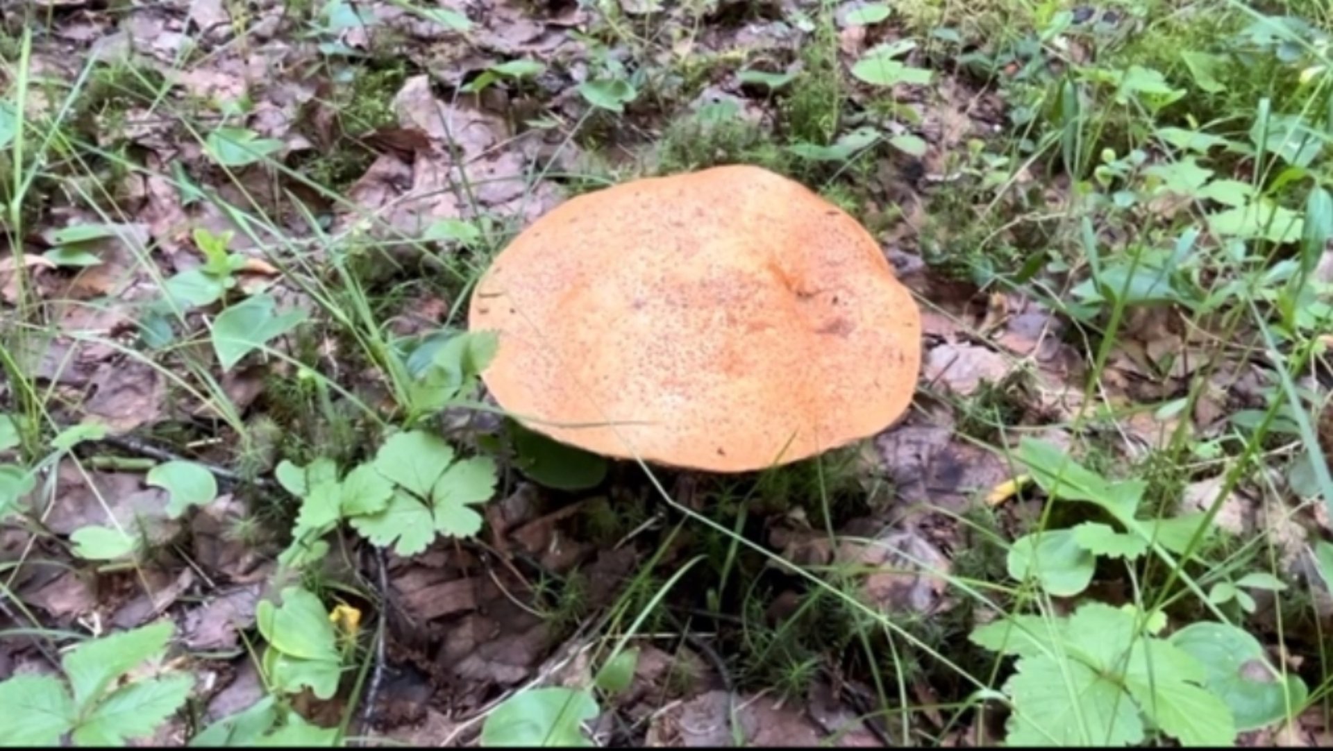 Грибная охота - повезет ли на этот раз?