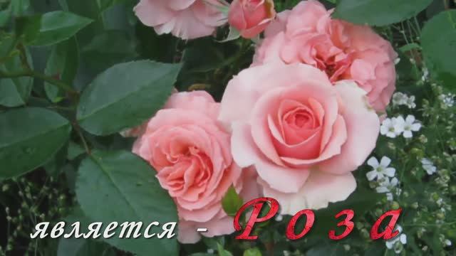 РОЗА. Цветочный гороскоп  13-23 августа