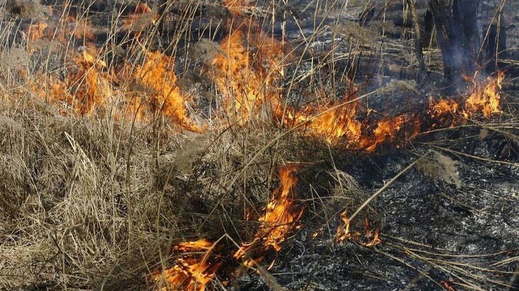 Углегорск Медвежье тушение поля 22.07