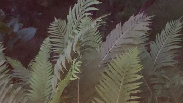 Папоротник. Декоративное садовое растение. С июня и по сентябрь выглядит как большой куст.