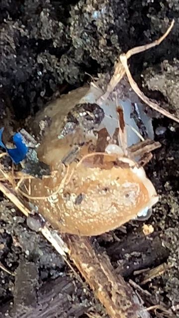 Слизень. Большой, зато Подмосковный. И этого героя я заснял в саду на своём дачном участке.