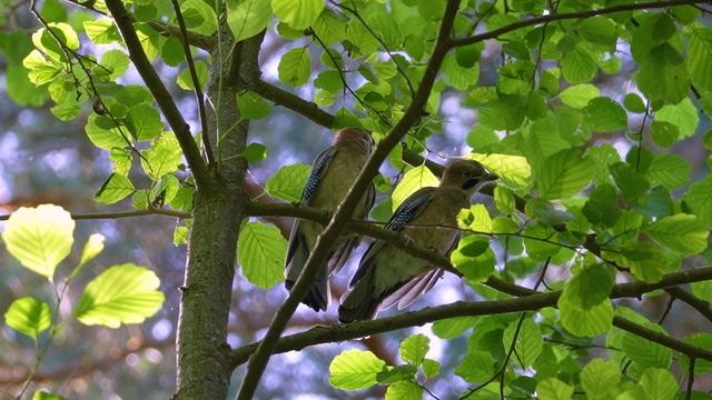 Молоденькие сойки.