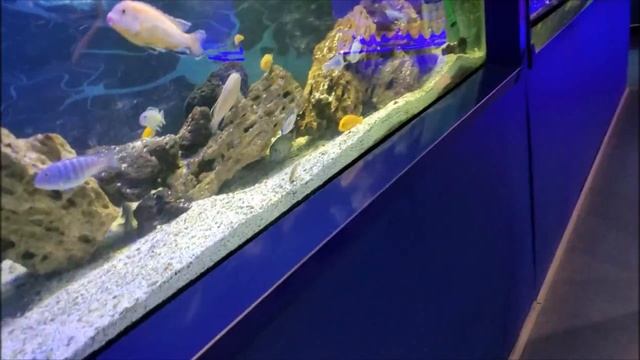 Музей мирового океана. Калининград