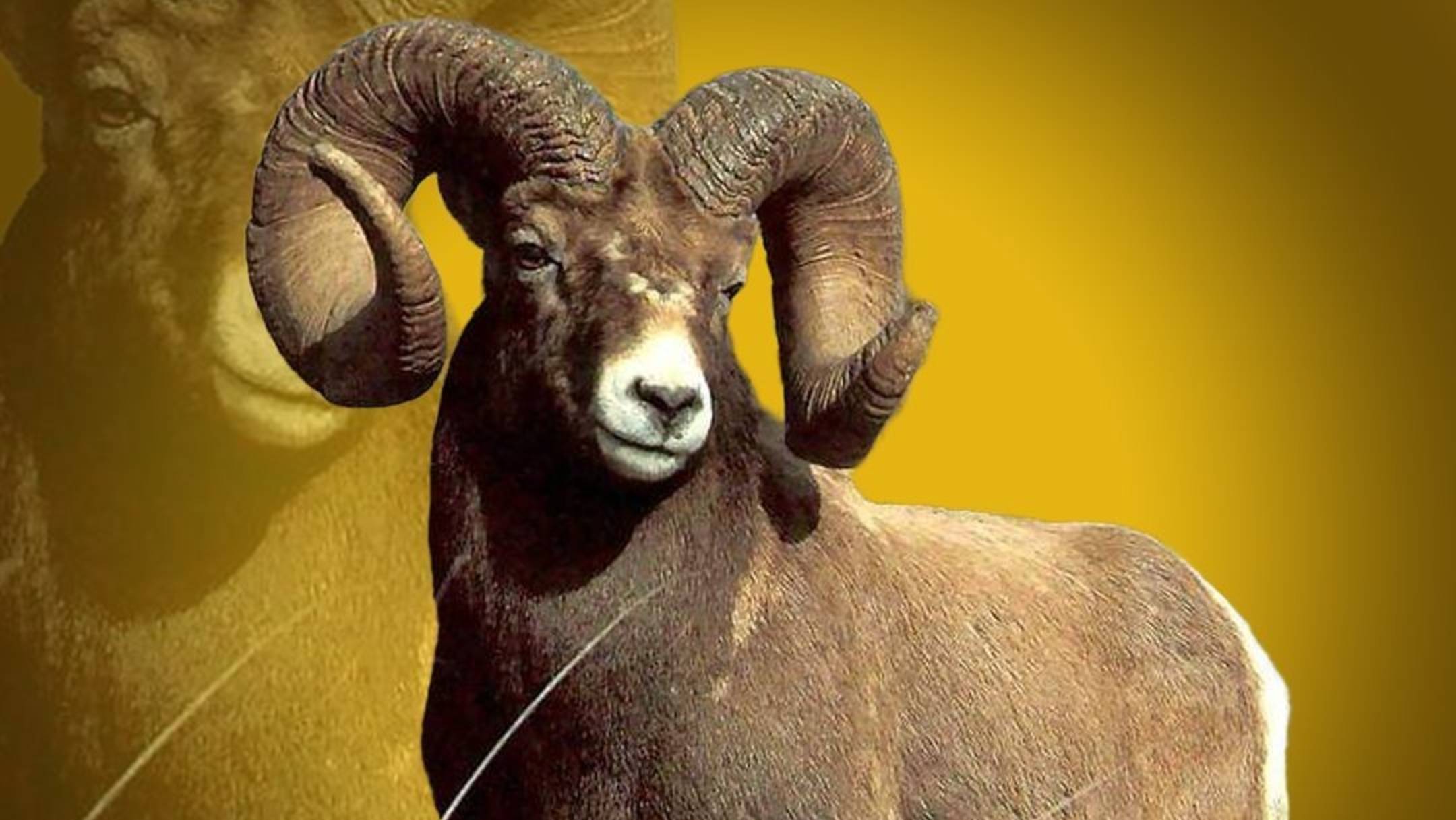 Аргали. Алтайский горный баран. Документальный фильм