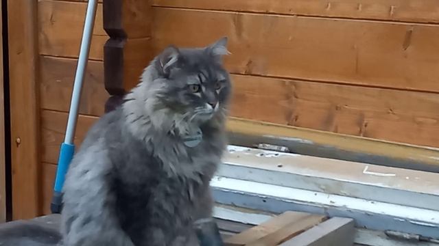 Хвостик против переноски