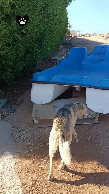 Египетские местные собачки, одна не захотела сразу подходить, думала...