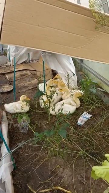 А кто это у нас в теплице? Когда в теплице растут не только помидоры #теплица