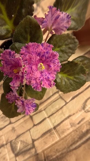 Фиалка Ален-Огни Вегаса 17 07 25г