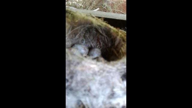 Птичье гнездо в дачной кормушке музыка Happy Home видео Татьяна Талызина