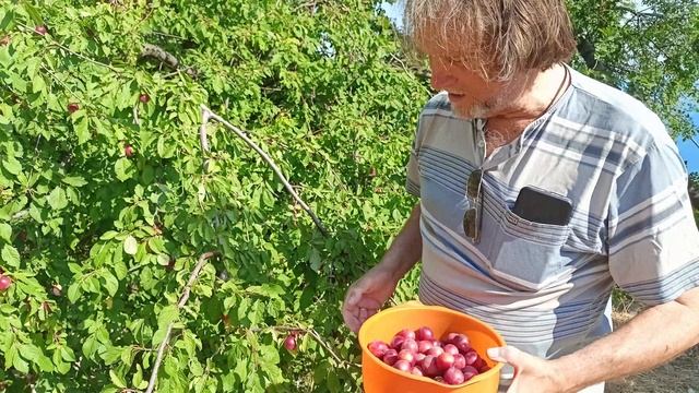 Сбор урожая: сливы