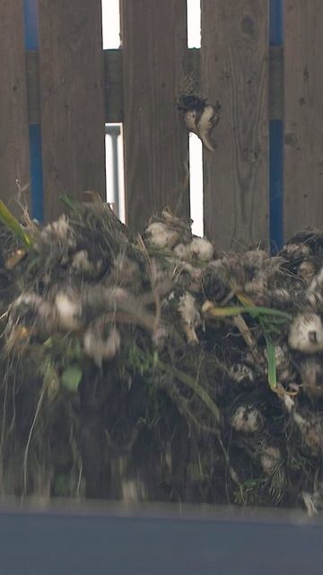 Линия предварительной очистки чеснока #medved #фермер #уборкаурожая2025 #сельхозтехника