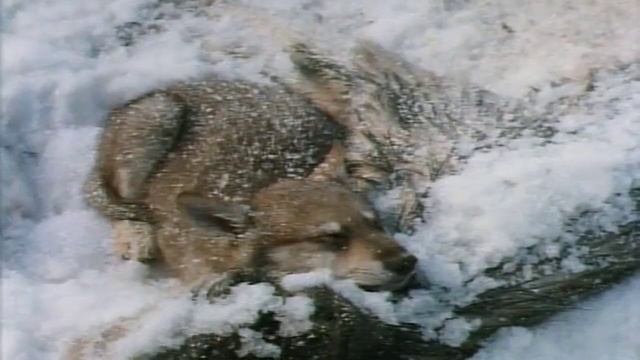 Снежные волки. Юлия_Гранкина#ГТНТ