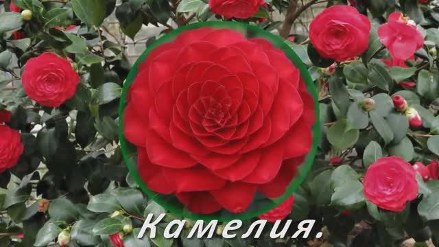 КАМЕЛИЯ. Цветочный гороскоп 4-13 октября