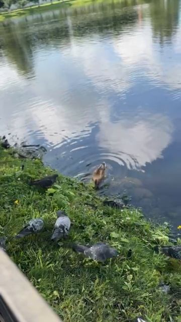 Голуби в Парке на территории Николо-Угрешского монастыря