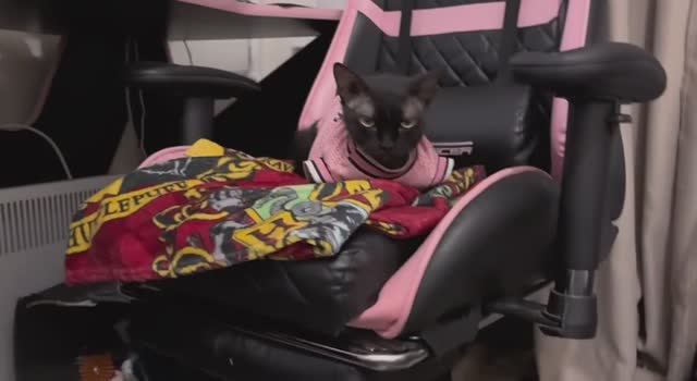 Щенячьи будни в деревне. Распаковка наушников и расчески выпрямителя