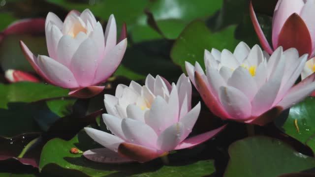 ЛОТОС. Цветочный гороскоп 13 - 22 декабря