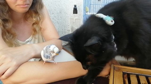 Кошка и птица