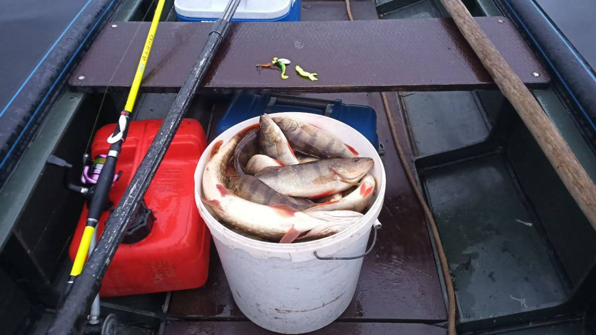 Волшебный клёв крупного окуня \ Таскаю как из бочки  07.07.2025  (продолжение)