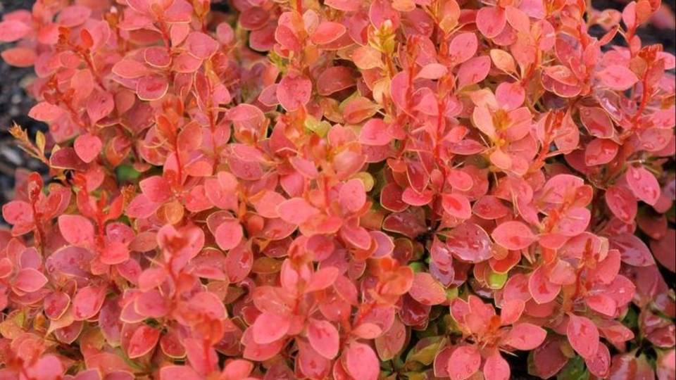 Барбарис Тунберга, как ухаживать, особенности роста