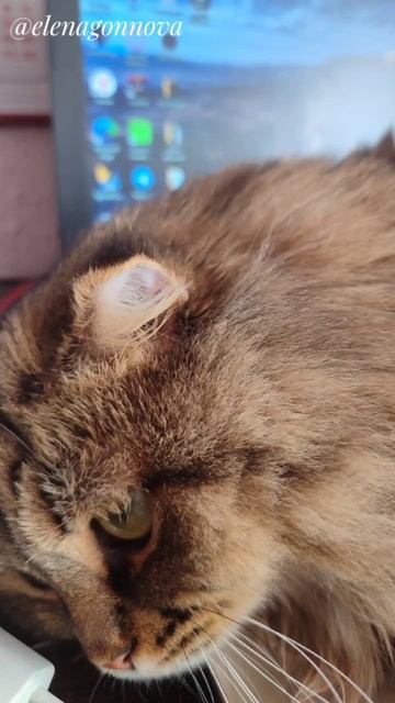 Кот любит семечки