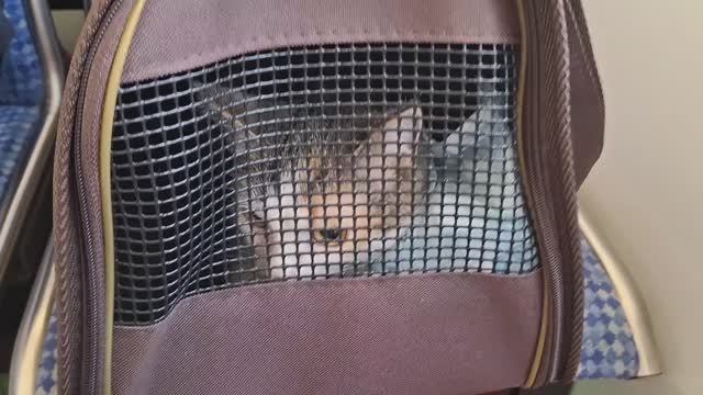 Феша едет на трамвае делать прививку