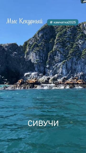 Лежбище Сивучей