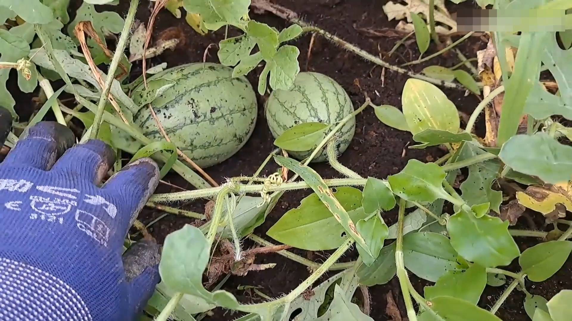 Сяо Цян - Делиться опытом выращивания арбузов