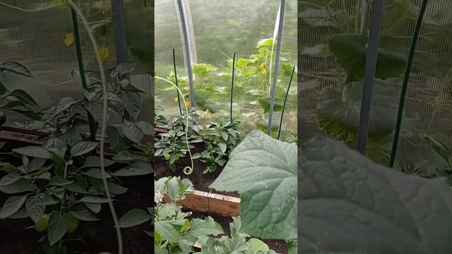 наш сад 24 июля