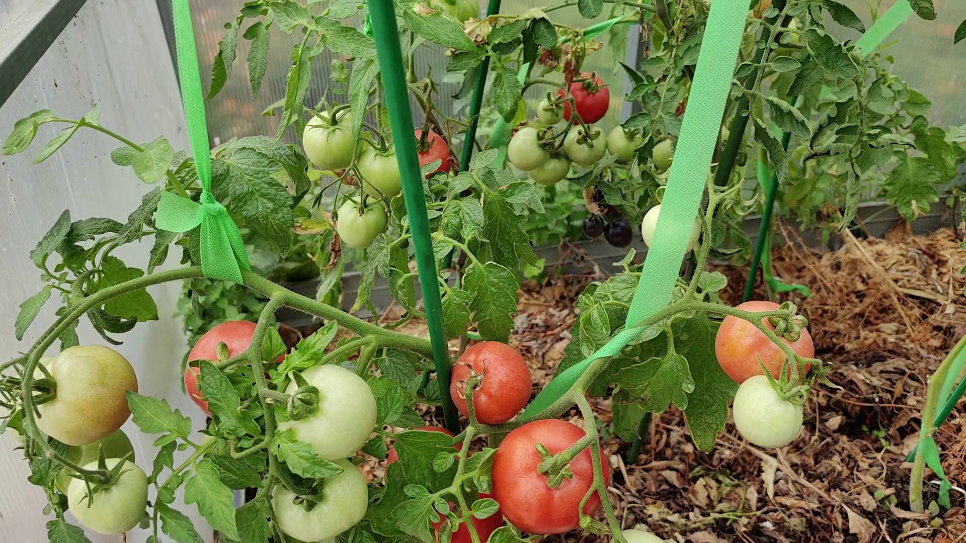 Дачный влог июль 2025 Подкормка Калорийная Бомба Купила заброшенную Дачу