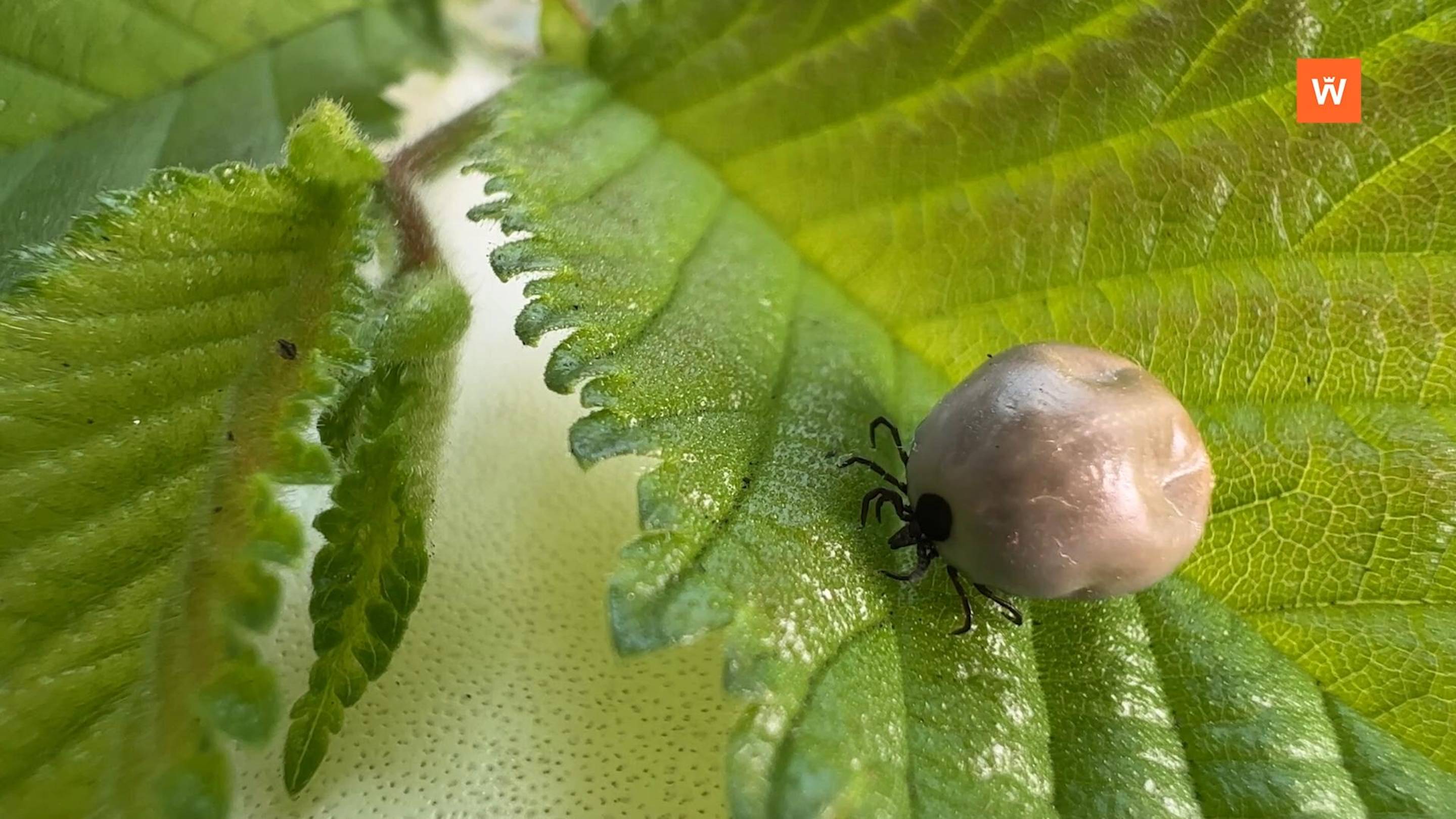 Программа «Городская среда» от 23 июля 2025 года