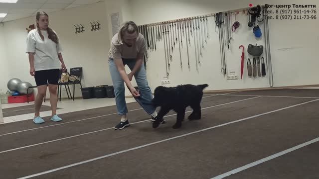 Русский черный терьер Оли. Фрагмент индивидуального занятия по дрессировке. Тольятти, 22 июля 2025.