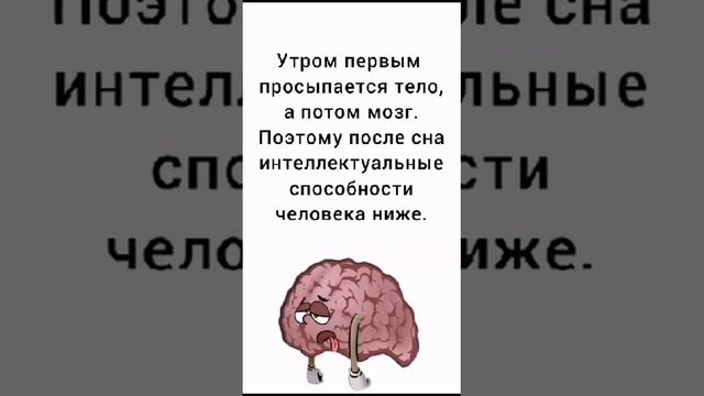 Мозг- шедевр Творца