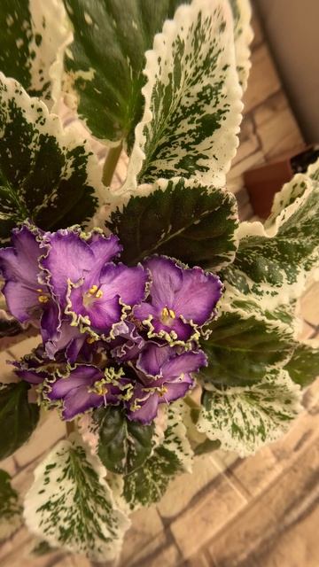 Фиалка ЛЕ-Галатея 17 07 25г